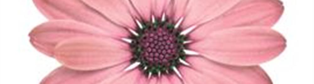 Honouring Jane E. Conti